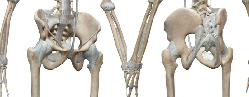 Rachide: cos’è e cosa comprende? | Project InVictus