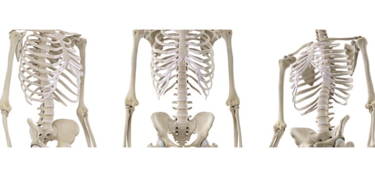 Rachide: cos’è e cosa comprende? | Project InVictus