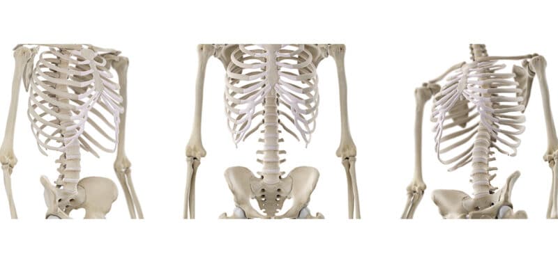 Rachide: cos’è e cosa comprende? | Project InVictus