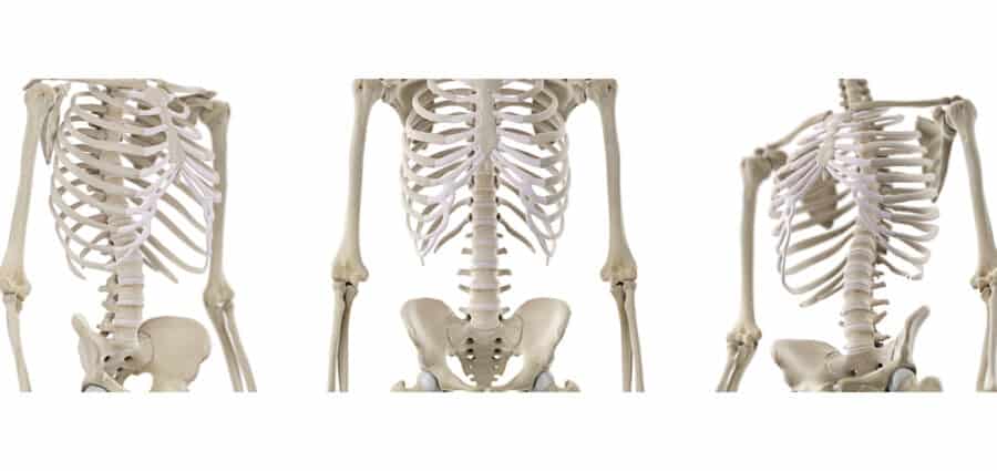 Rachide: cos’è e cosa comprende? | Project InVictus