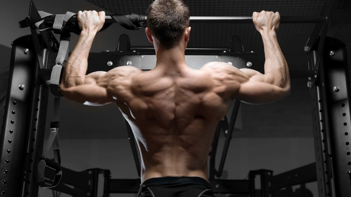 Muscoli coinvolti nelle trazioni alla sbarra - Project inVictus