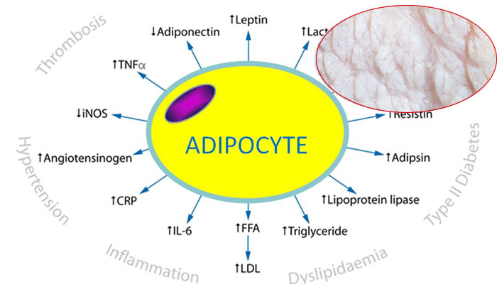 L'organo adiposo - Project inVictus