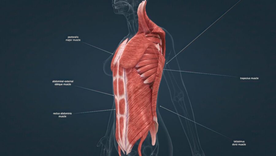 Muscoli del tronco: elenco completo - Project inVictus