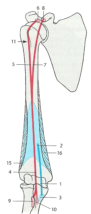 I muscoli bi-articolari: bicipite e tricipite brachiale | Project inVictus