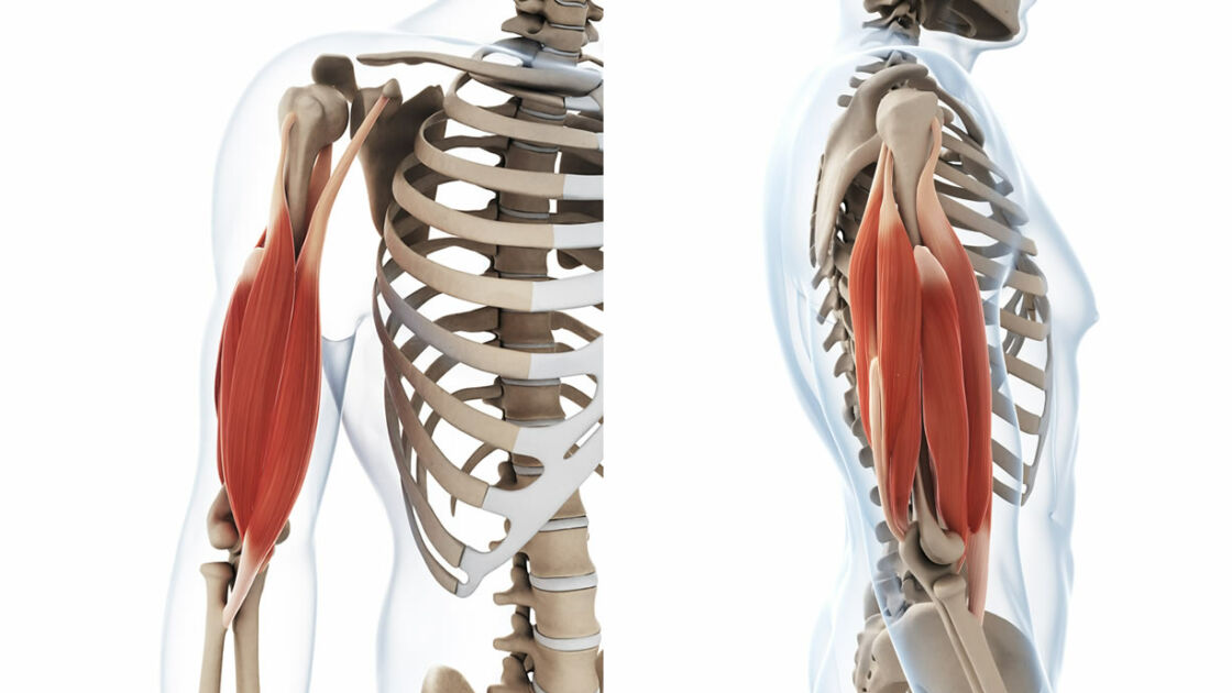I muscoli bi-articolari: bicipite e tricipite brachiale - Project inVictus