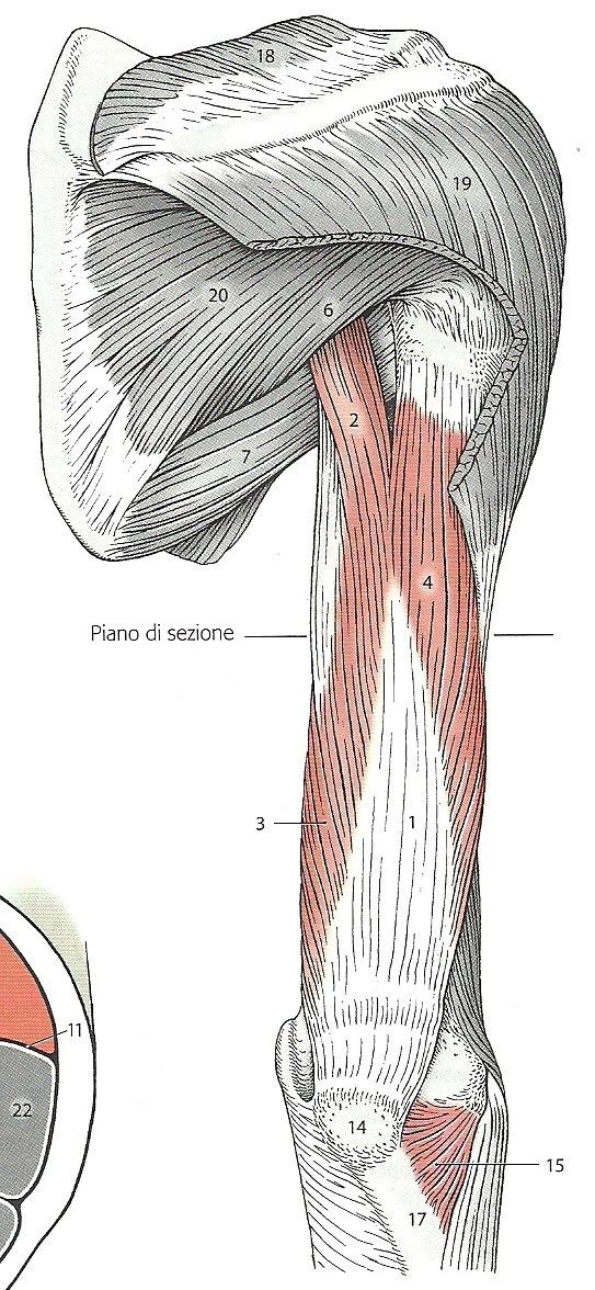 I muscoli bi-articolari: bicipite e tricipite brachiale | Project inVictus