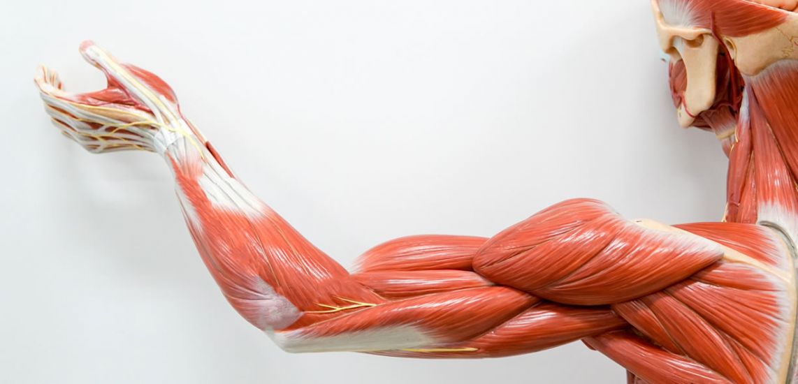 Muscoli antagonisti e agonisti: quali sono, esempi, allenamento ...