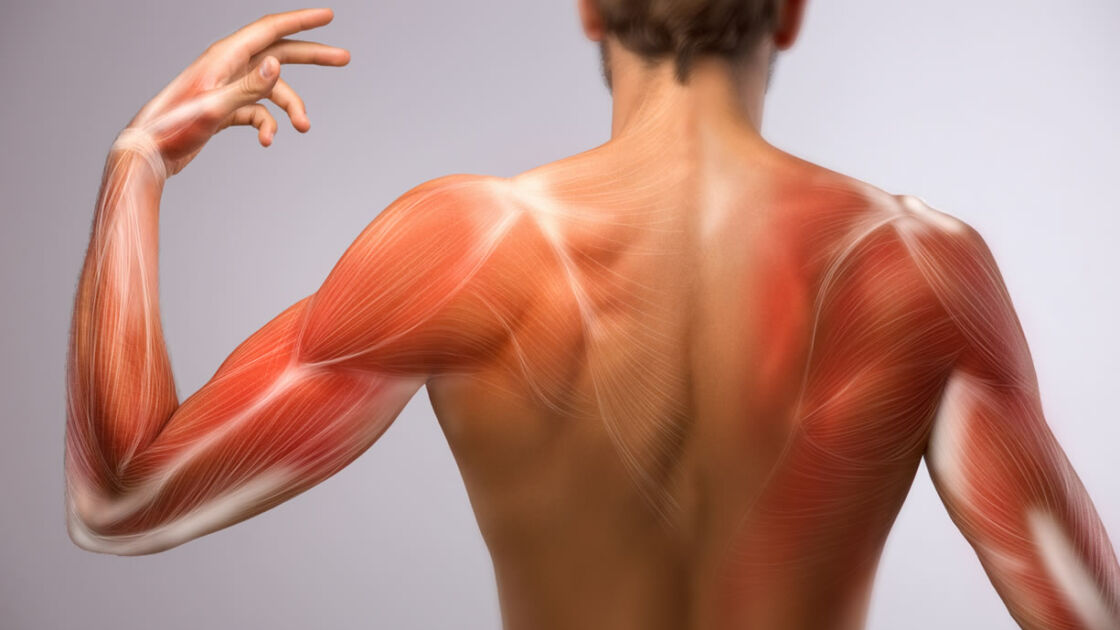 Muscoli antagonisti e agonisti: quali sono e allenamento - Project inVictus