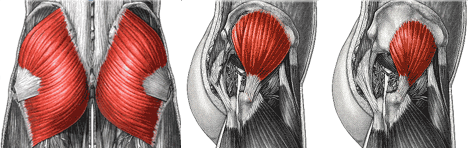 Allenamento glutei: quello che devi sapere