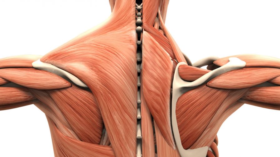 Muscoli addominali: anatomia e funzioni - Project inVictus