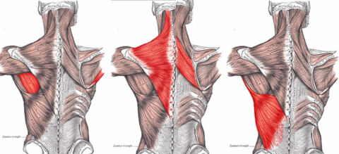 Pulley: Tutorial, esecuzione e anatomia - Project inVictus