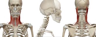 Rachide: cos’è e cosa comprende? | Project InVictus