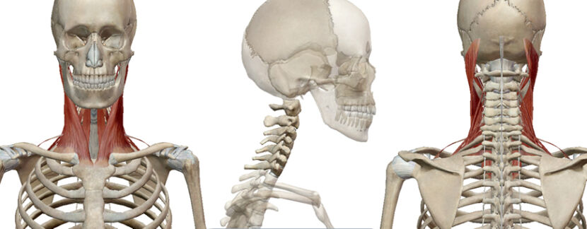 Rachide: cos’è e cosa comprende? | Project InVictus