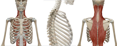 Rachide: cos’è e cosa comprende? | Project InVictus