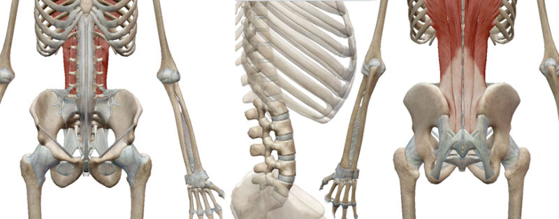 Rachide: cos’è e cosa comprende? | Project InVictus