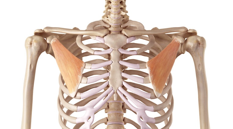 Piccolo pettorale: anatomia e funzioni - Project inVictus