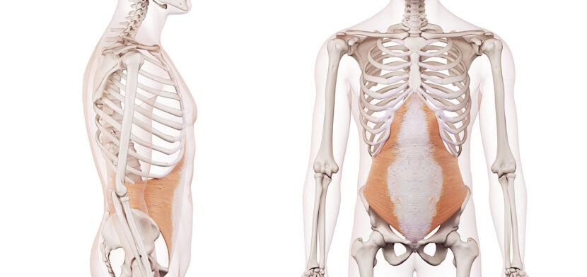 Trasverso dell’addome: anatomia, funzioni ed esercizi - Project inVictus