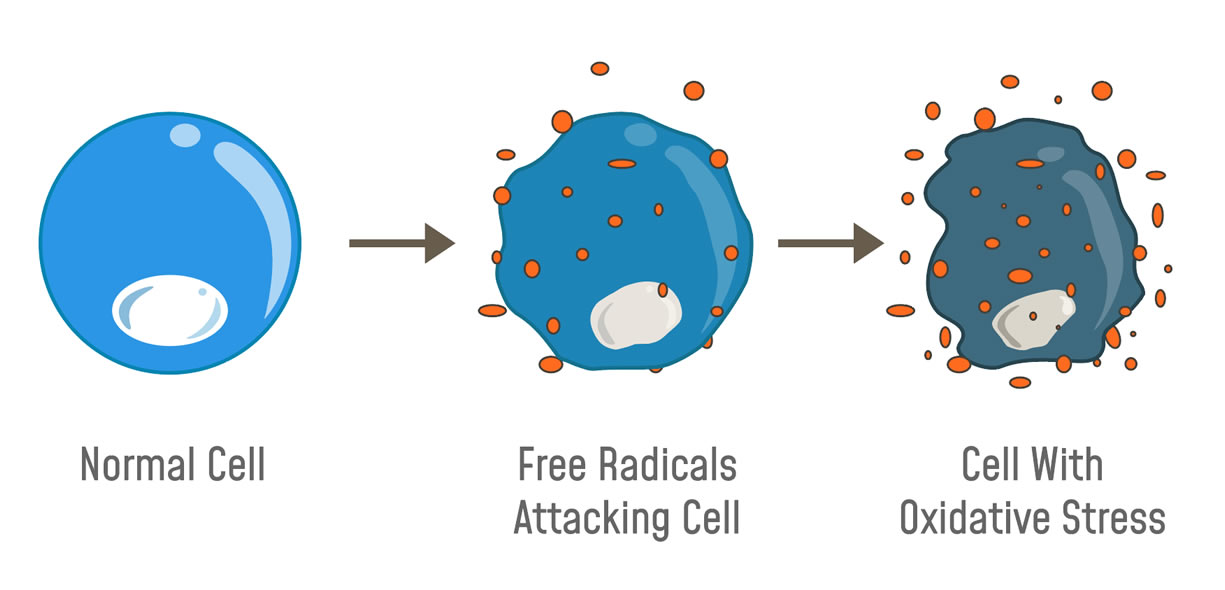 Radicali liberi: cosa sono ed il loro ruolo biologico | Project inVictus