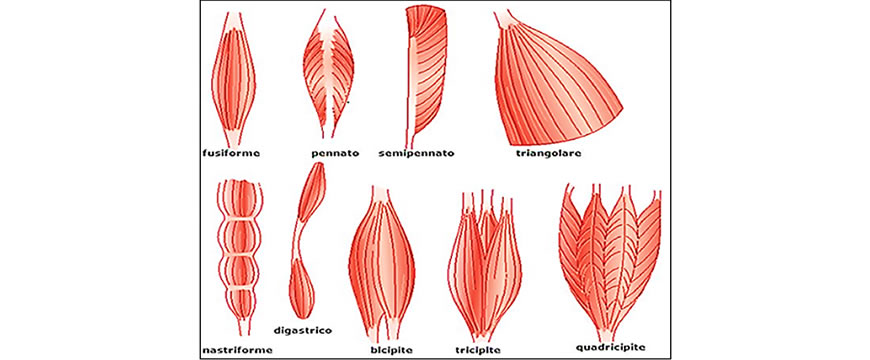 La contrazione muscolare | Project inVictus