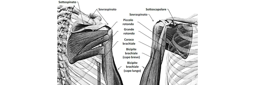 Extrarotatori: muscoli, esercizi ed altro ancora | Project inVictus