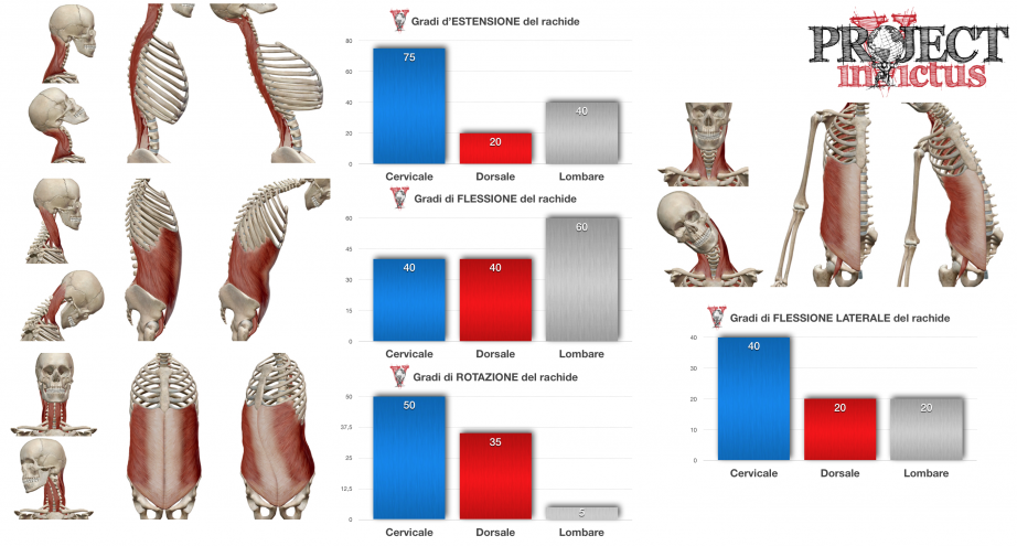 Rachide: cos’è e cosa comprende? | Project InVictus