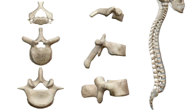 Rachide: cos’è e cosa comprende? | Project InVictus