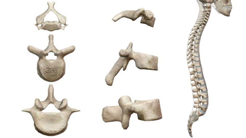 Colonna vertebrale: anatomia e funzioni - Project inVictus