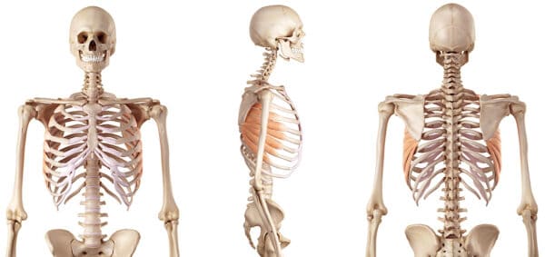 Dentato anteriore: anatomia, funzioni ed esercizi - Project inVictus