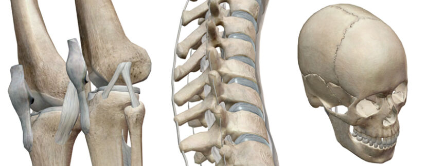 Apparato locomotore e sistema muscolare - Project inVictus