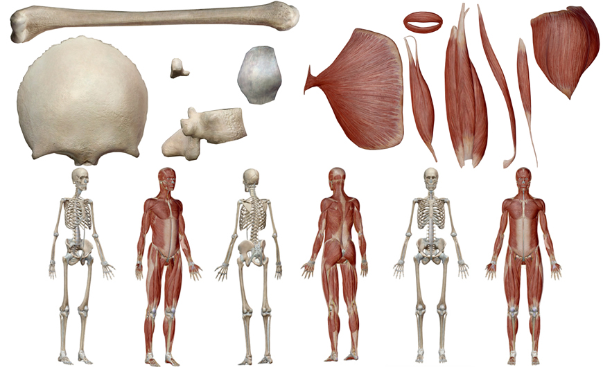 Apparato locomotore e sistema muscolare - Project inVictus | Project ...
