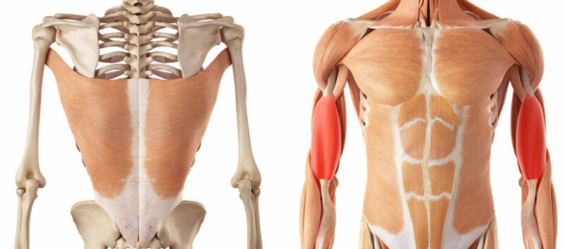 Lat Machine presa inversa: cosa cambia a livello muscolare ed ...