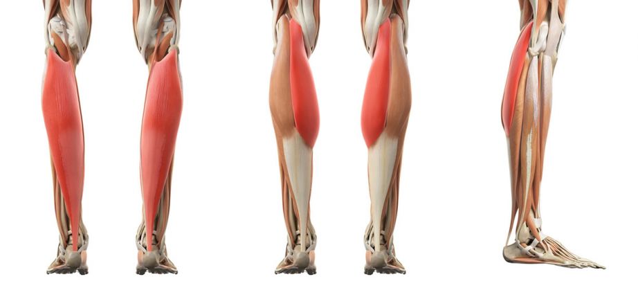 Polpacci Carenti: mito o realtà? - Project inVictus