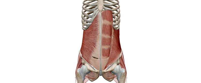 Muscoli addominali: anatomia e funzioni - Project inVictus