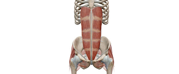 Muscoli addominali: anatomia e funzioni - Project inVictus