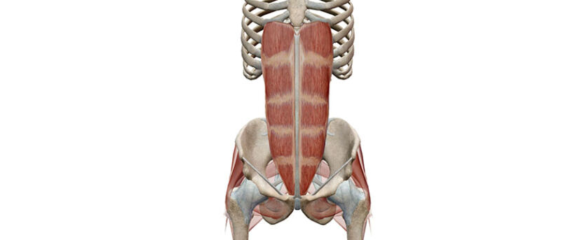 Retto addominale - Project inVictus