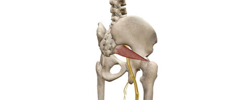 Piriforme: anatomia, funzione ed esercizi - Project inVictus