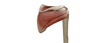 Esercizi per scapole alate: 3 spunti utili - Project inVictus