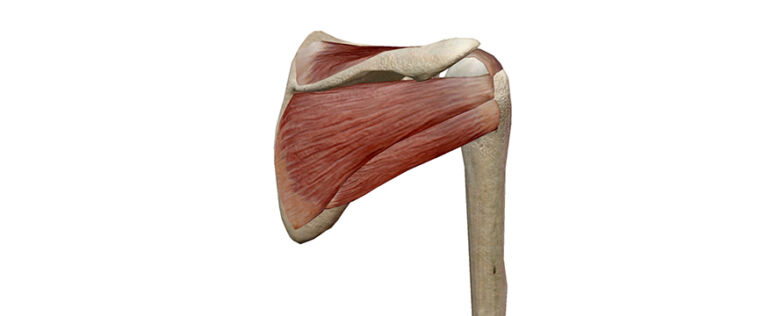 SCAPOLE ALATE ESERCIZI UTILI - PersonalTano