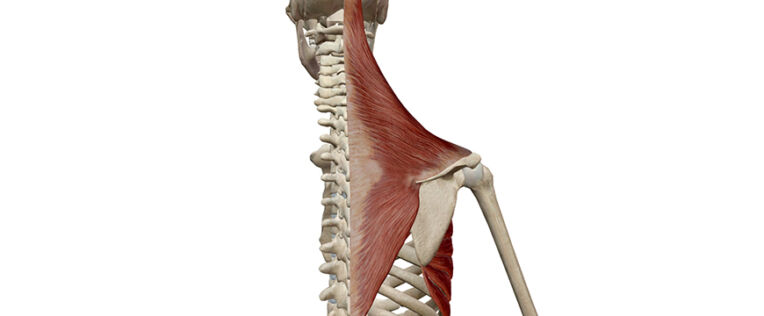 Muscolo trapezio - Project inVictus