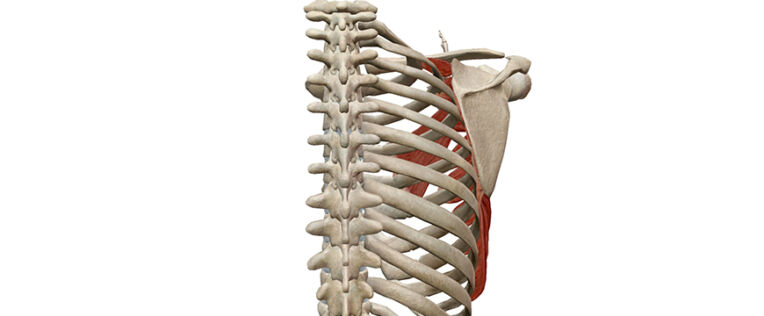 Dentato anteriore: anatomia, funzioni ed esercizi - Project inVictus