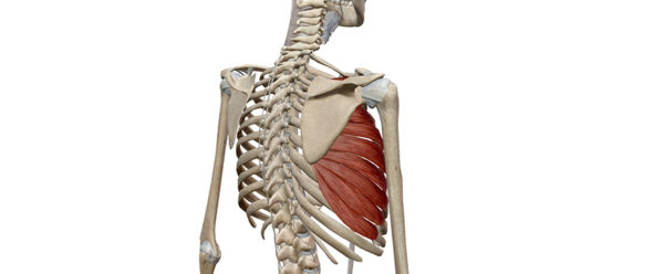 SCAPOLE ALATE ESERCIZI UTILI - PersonalTano