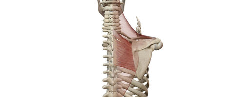 Esercizi per scapole alate: 3 spunti utili - Project inVictus