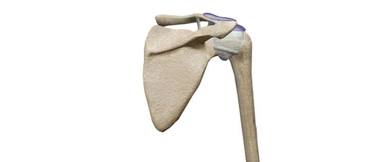 Cuffia dei rotatori: anatomia, funzioni ed esercizi - Project inVictus