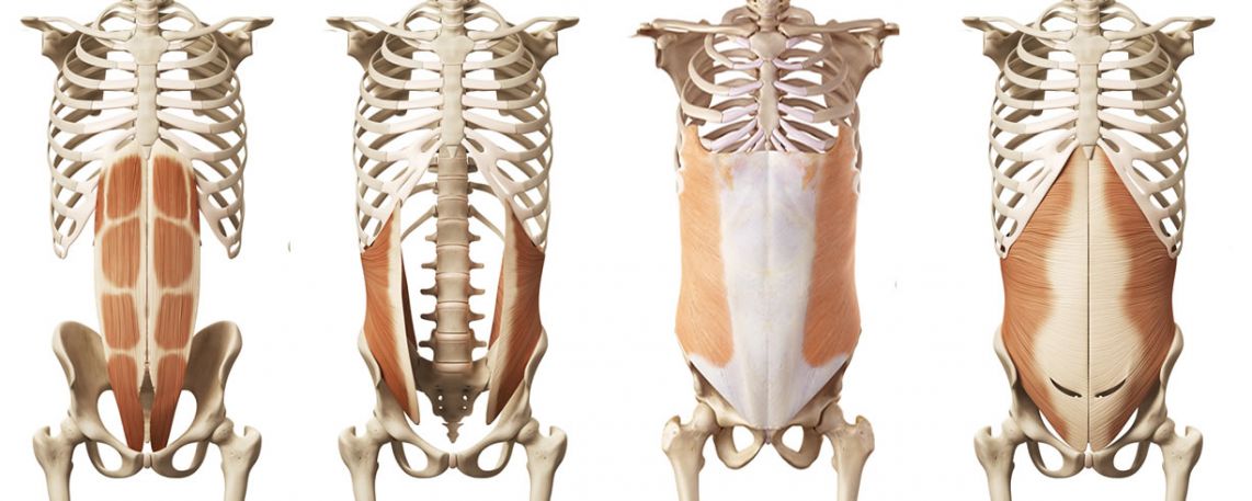 Obliquo esterno - Project inVictus