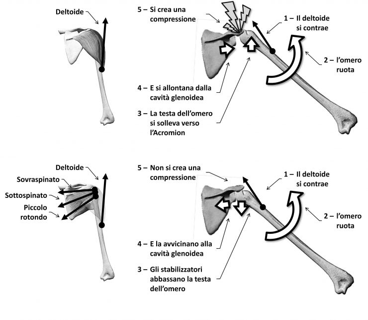 Cuffia dei rotatori: anatomia, funzioni ed esercizi - Project inVictus