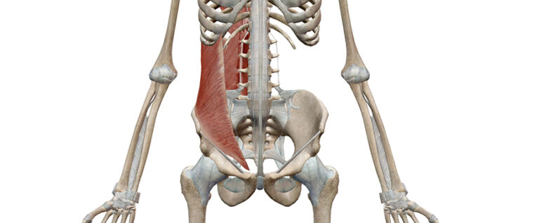 Obliquo interno - Project inVictus