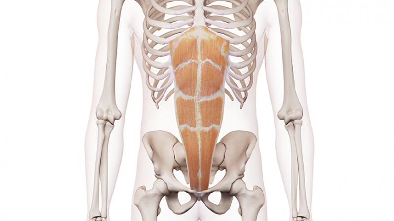 Retto addominale - Project inVictus