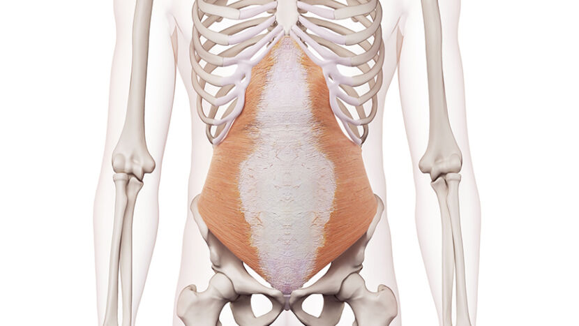 Trasverso dell’addome: anatomia, funzioni ed esercizi - Project inVictus