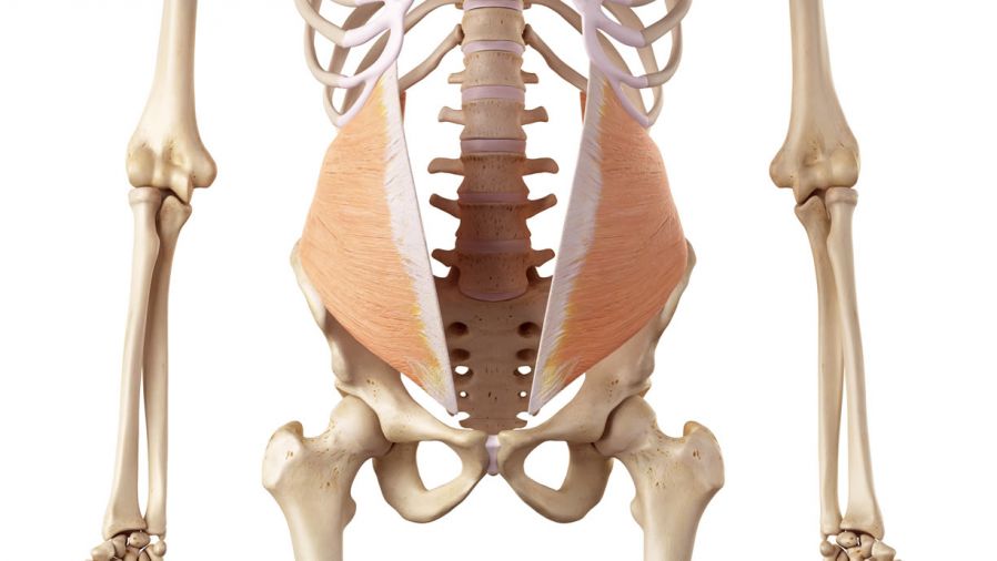 Obliquo interno - Project inVictus