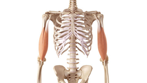 Muscoli ischiocrurali: anatomia, esercizi e stretching | Project inVictus